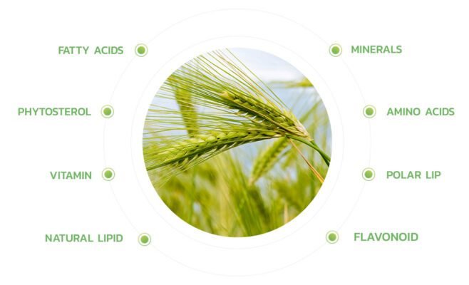Rye Grass Pollen Extract